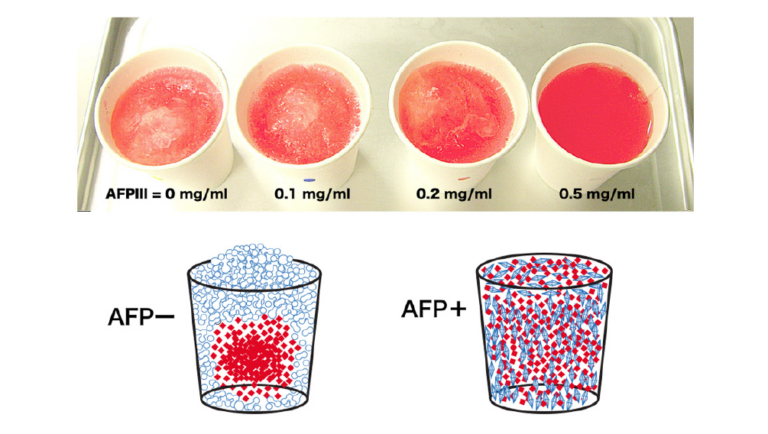 Development of AFP-utilizing technology – Bioproduction Research ...