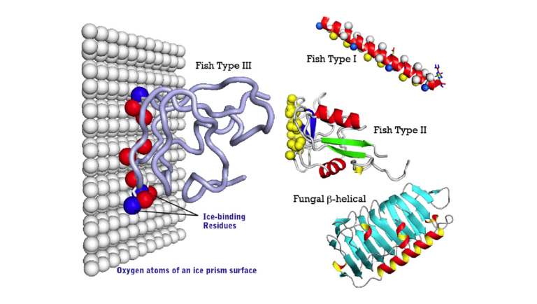 Analysis of structural base and ice-binding mechanism of AFP ...