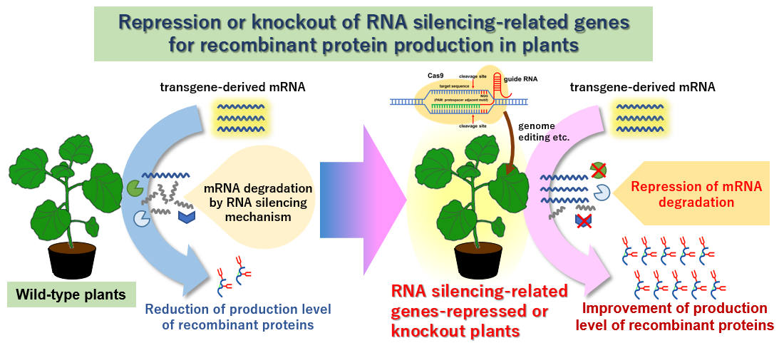 Development of platform plants for production of recombinant proteins ...