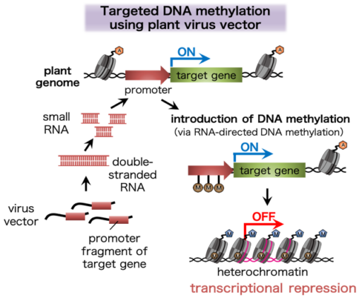 Development of efficient targeted DNA methylation technology using ...