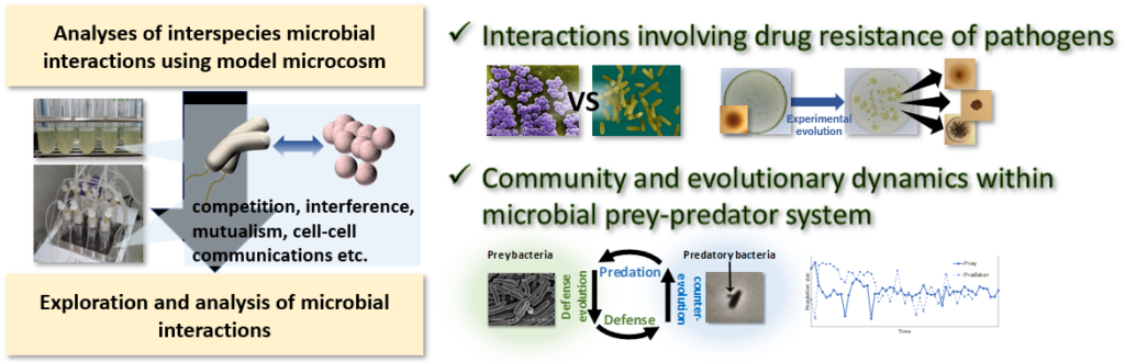 Exploration of interspecies interactions involving in novel microbial ...