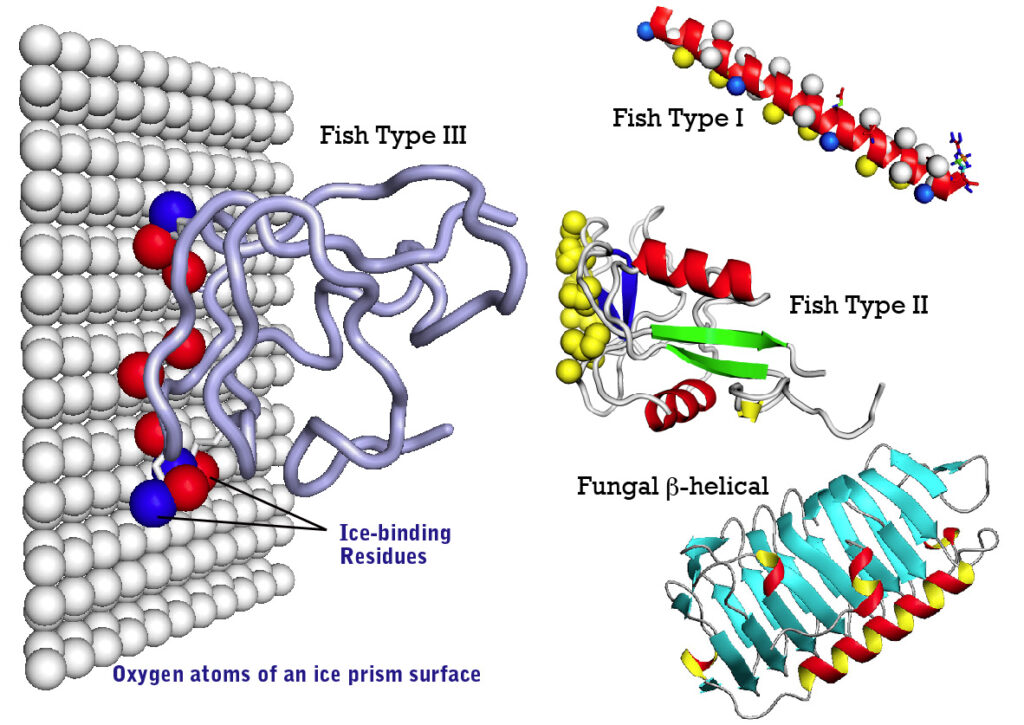 Analysis of structural base and ice-binding mechanism of AFP ...