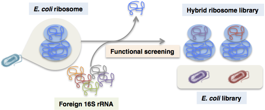 Escherichia coli host engineering through ribosome engineering ...