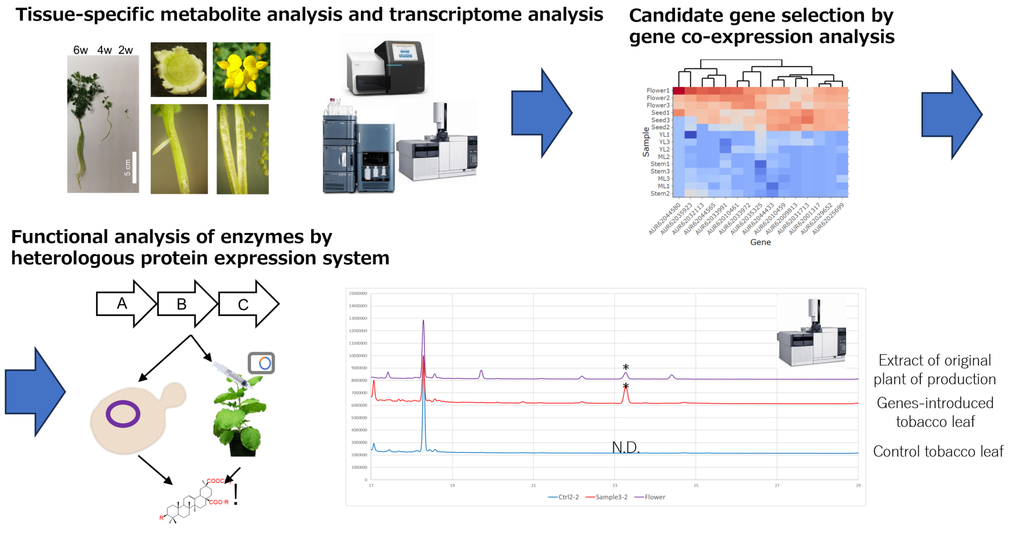 Elucidating biosynthesis pathway and functional analysis of useful ...